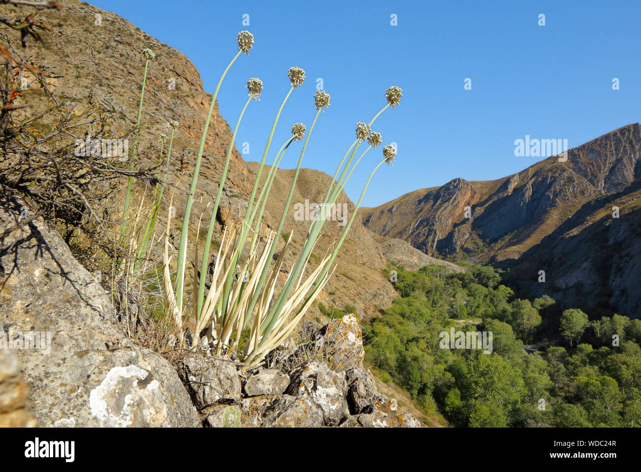 A wild onion grows in Kyrgyzstan. Allium galanthum Stock Photo - Alamy