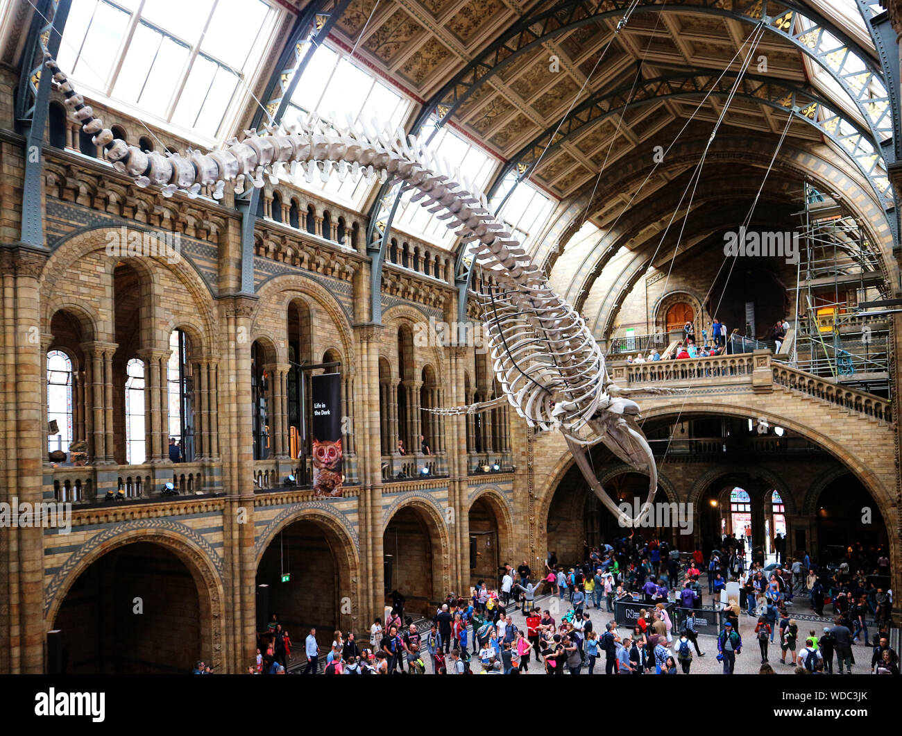 The Natural history museum, London Stock Photo - Alamy
