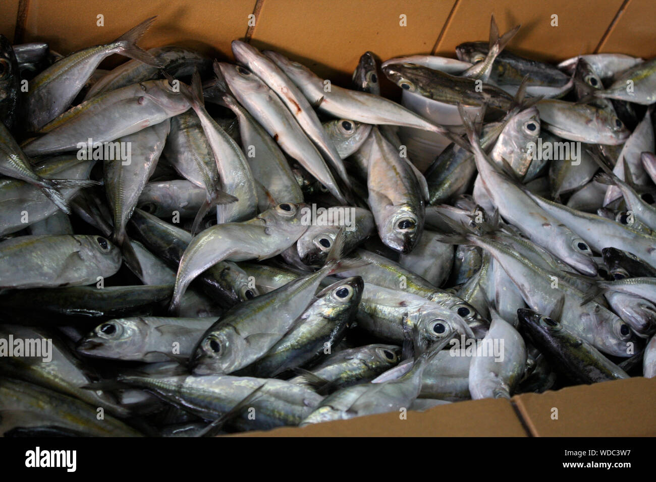 Barbados fish hi-res stock photography and images - Alamy