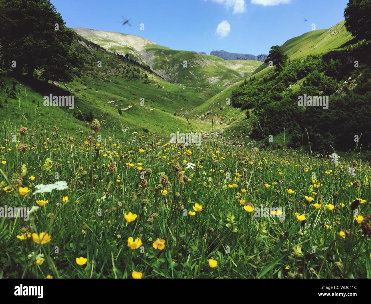 Buttercup in field hi-res stock photography and images - Alamy
