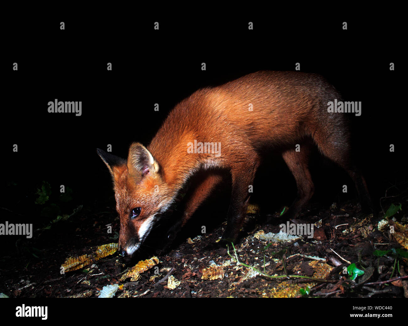 Red Fox scavenging on old honeycomb Stock Photo - Alamy