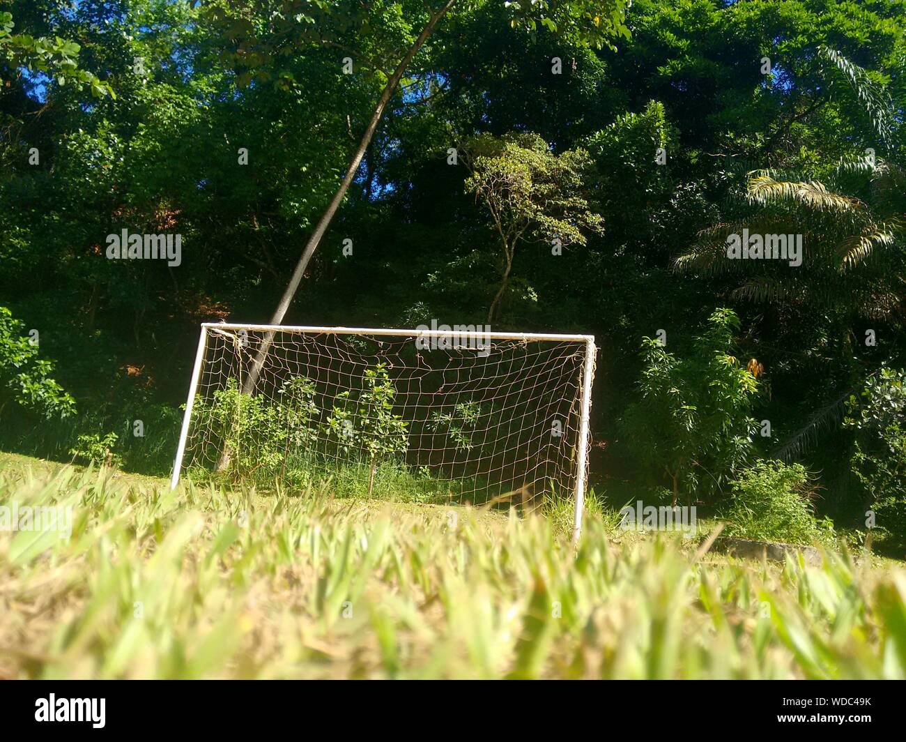 Tree goal hi-res stock photography and images - Alamy