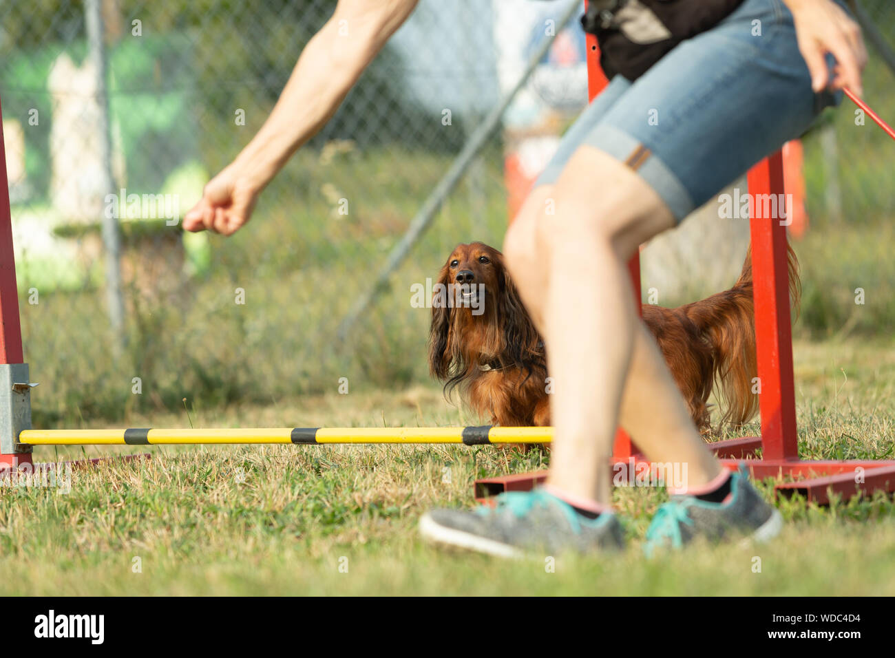 A brown teckel or dachshund pure breed dog learns to jump over ...
