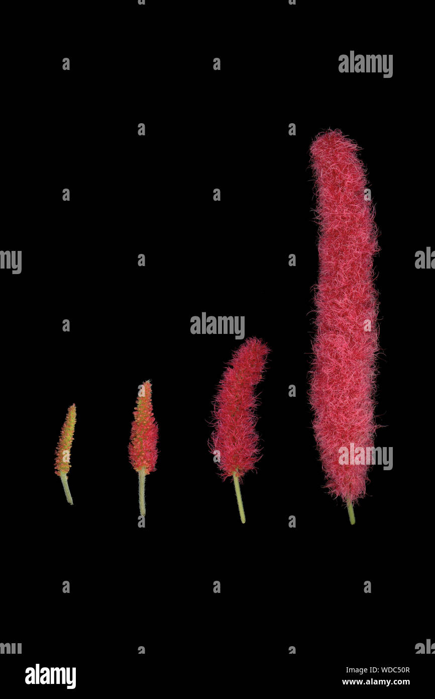 Chenille hi-res stock photography and images - Alamy