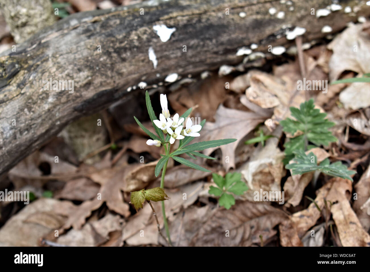Cluster of Cutleaf Toothwart growing beside a log covered in white ...