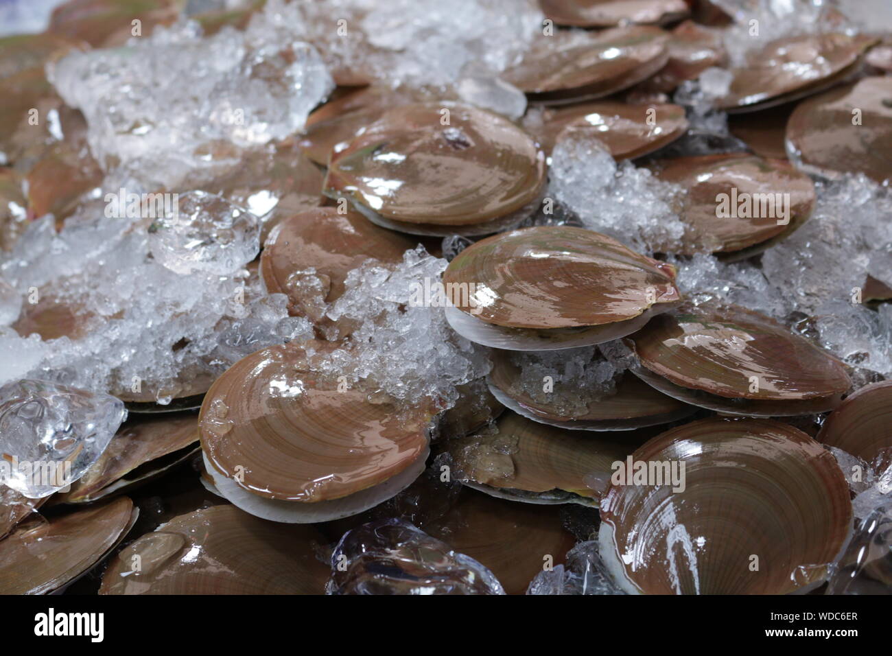 Textured shells hi-res stock photography and images - Alamy