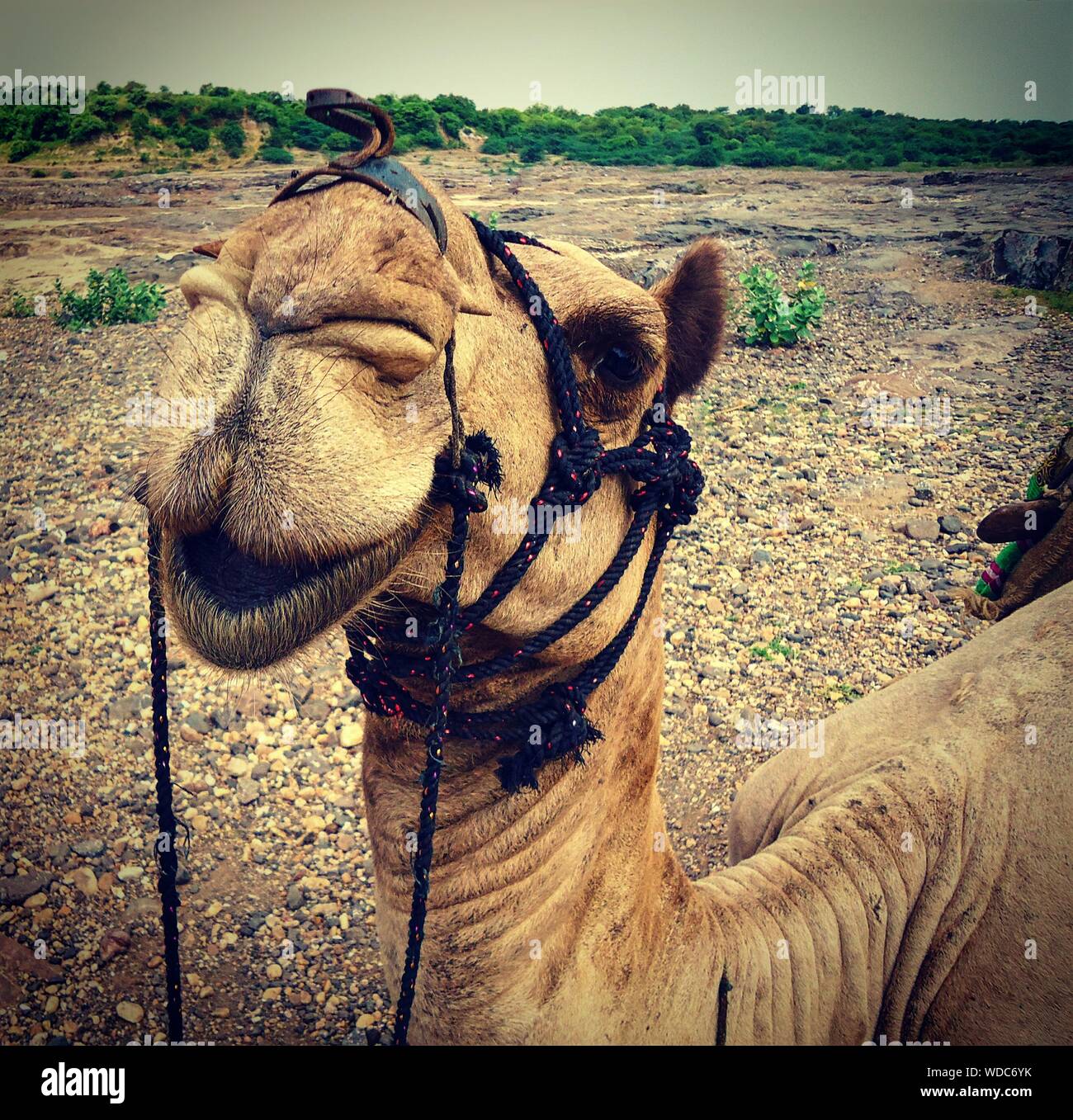 Camel With Open Mouth High Resolution Stock Photography and Images - Alamy