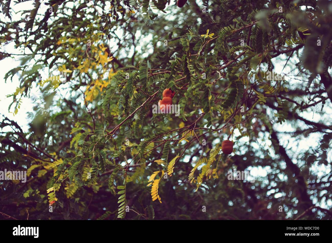 Tamarind tree fruit hi-res stock photography and images - Alamy