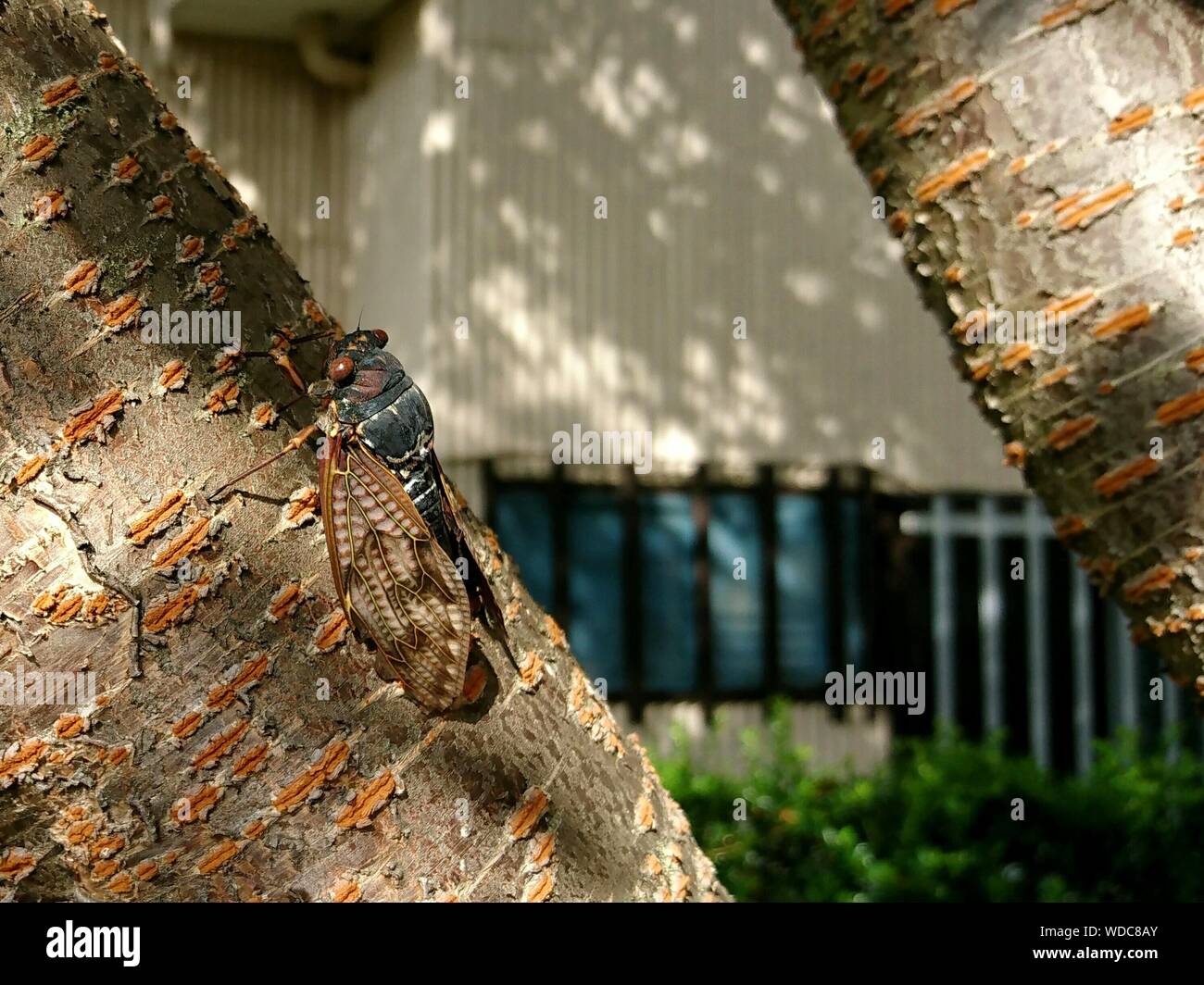 Cicada side view hi-res stock photography and images - Alamy