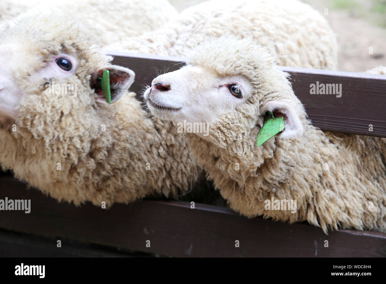 Peeking Through Fence High Resolution Stock Photography and Images - Alamy