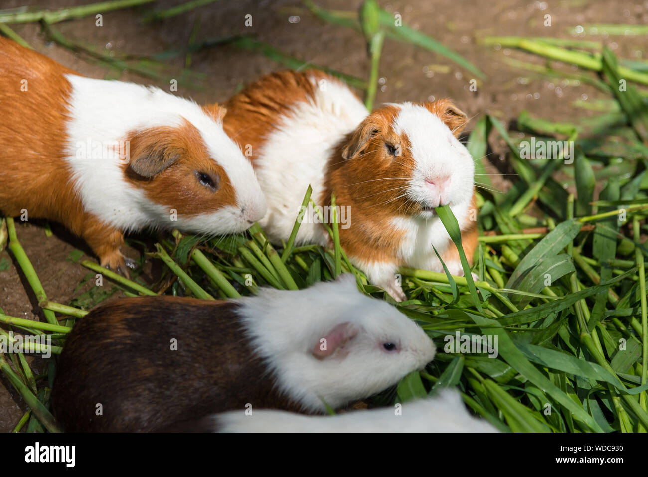 Three animals eating grass hi-res stock photography and images - Alamy