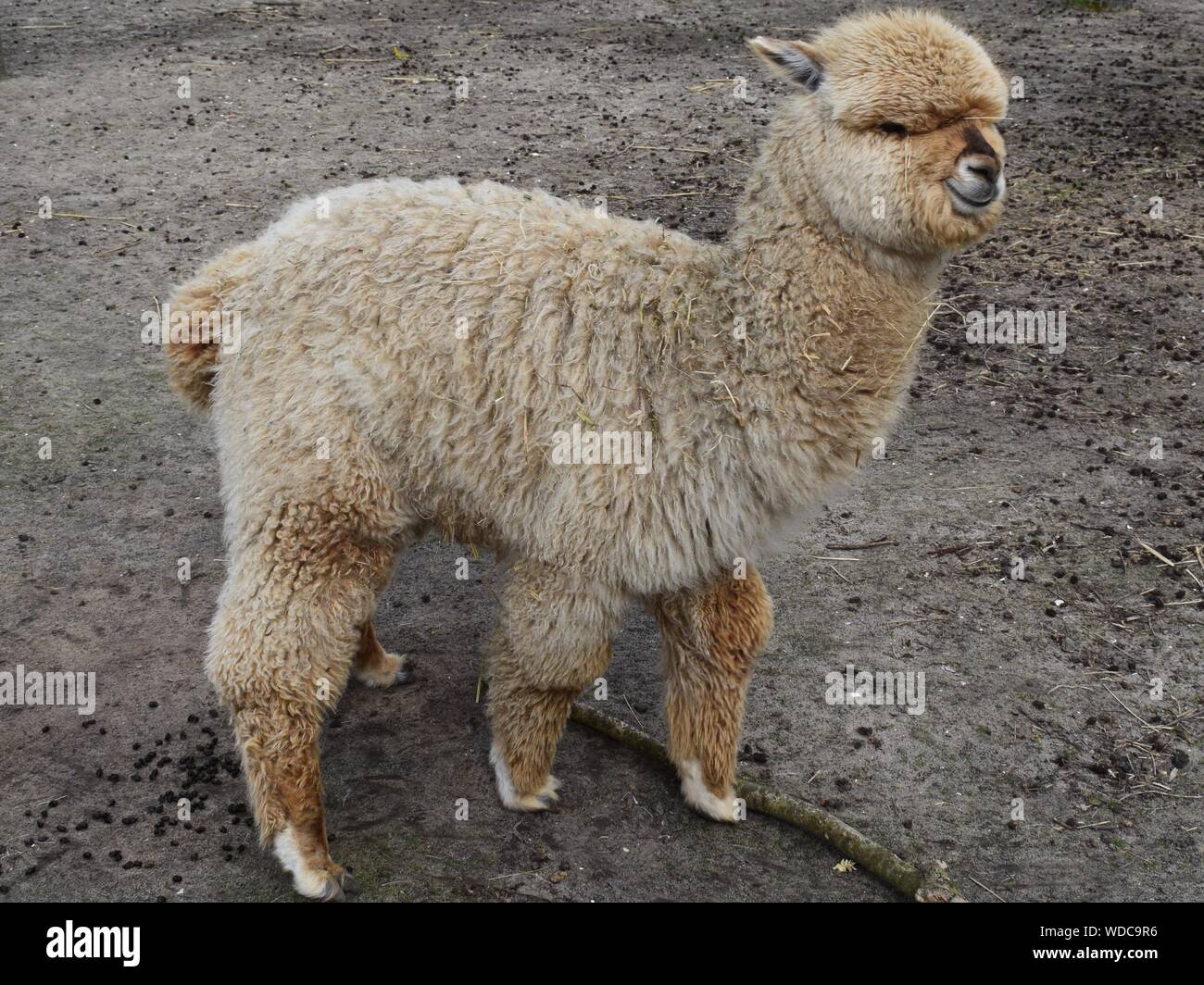 Side View Of Alpaca High Resolution Stock Photography and Images - Alamy