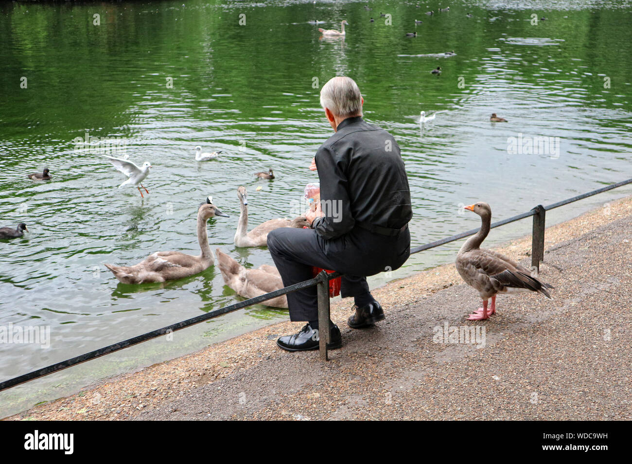 Ducks in st jamess park hi-res stock photography and images - Alamy