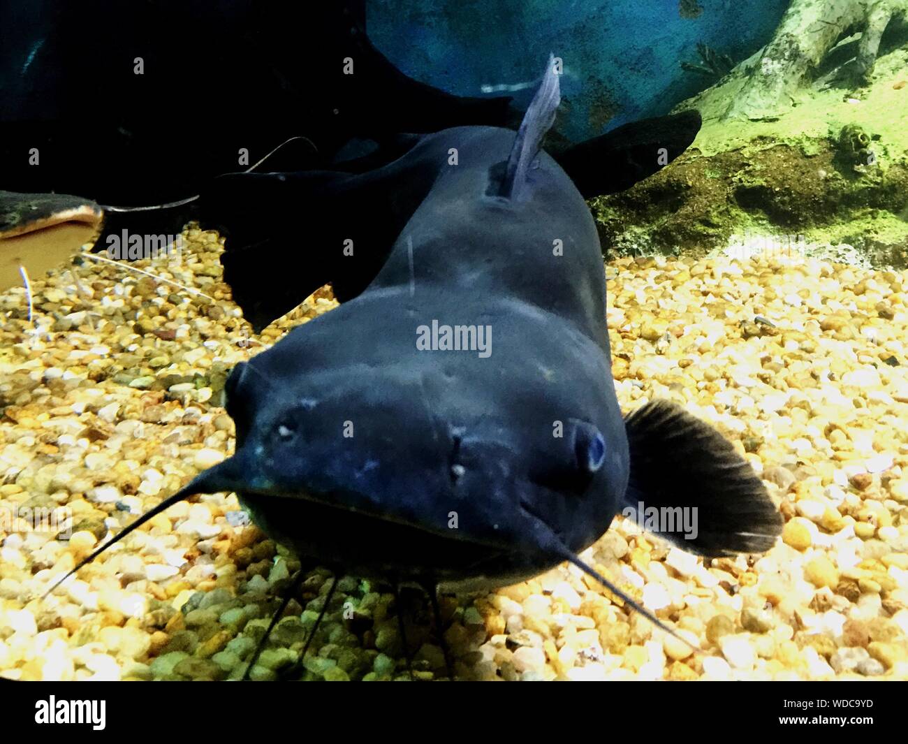 Catfish aquarium hi-res stock photography and images - Alamy