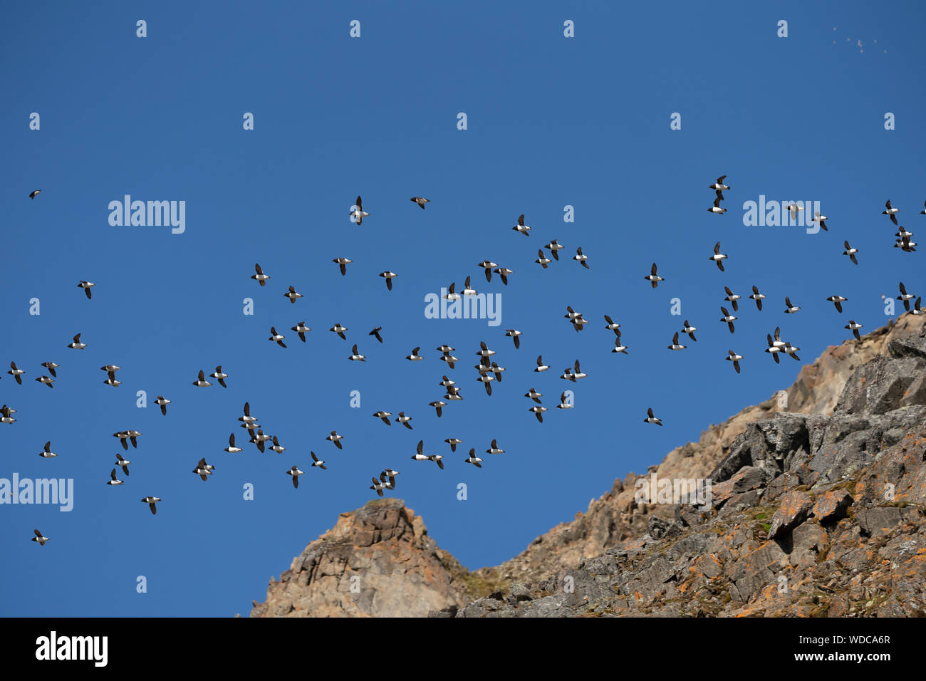 Little Auk (Alle alle) flock in flight, Svalbard, Spitzbergen, Norway ...