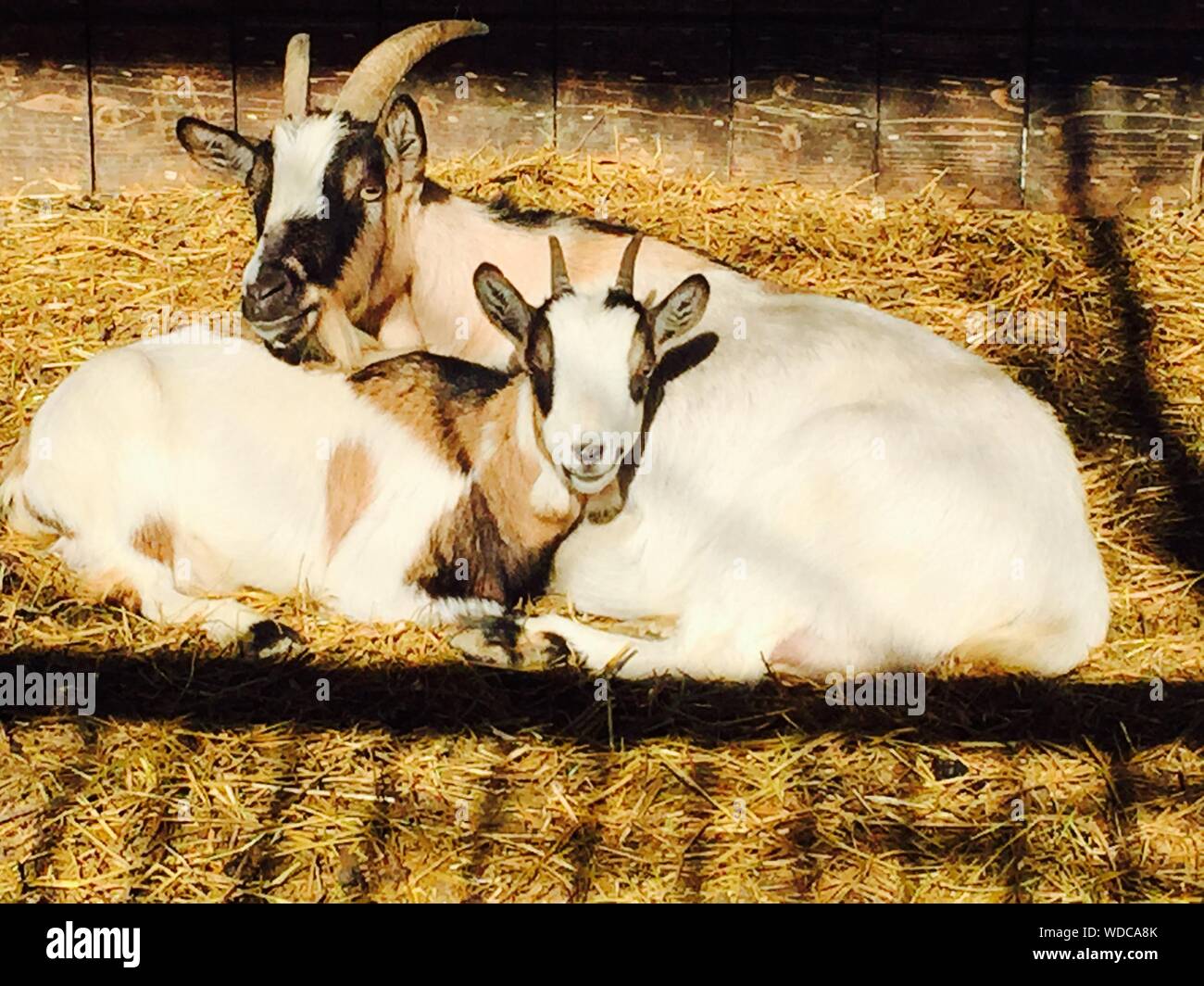 Sitting Goats High Resolution Stock Photography and Images - Alamy