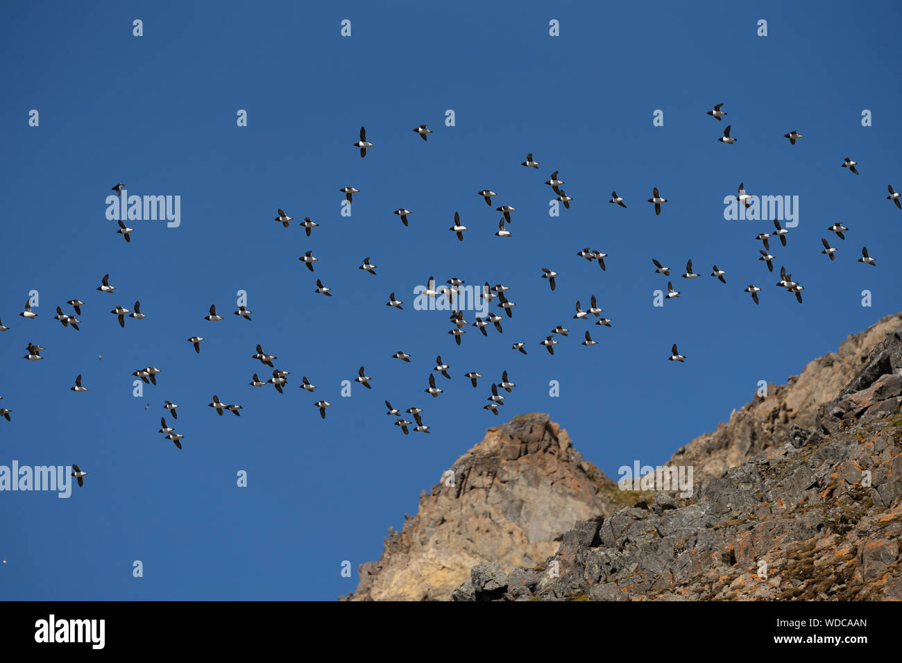 Auk Flock High Resolution Stock Photography and Images - Alamy