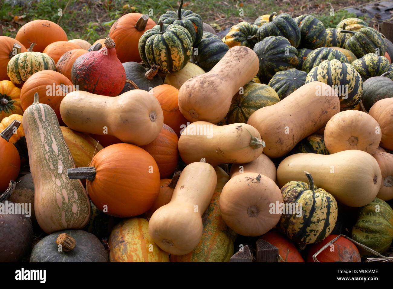 Pumpkin health vegetable cultivar hi-res stock photography and images ...