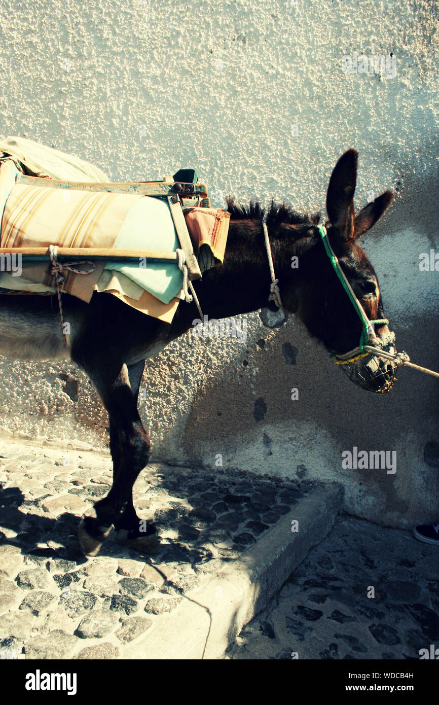 Horse Head Wall High Resolution Stock Photography and Images - Alamy