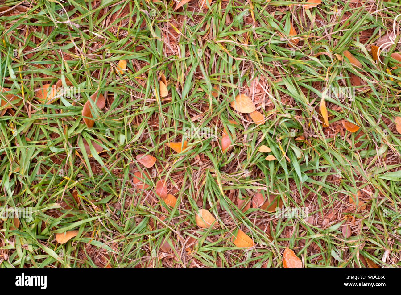 Close up shot of grass hi-res stock photography and images - Alamy