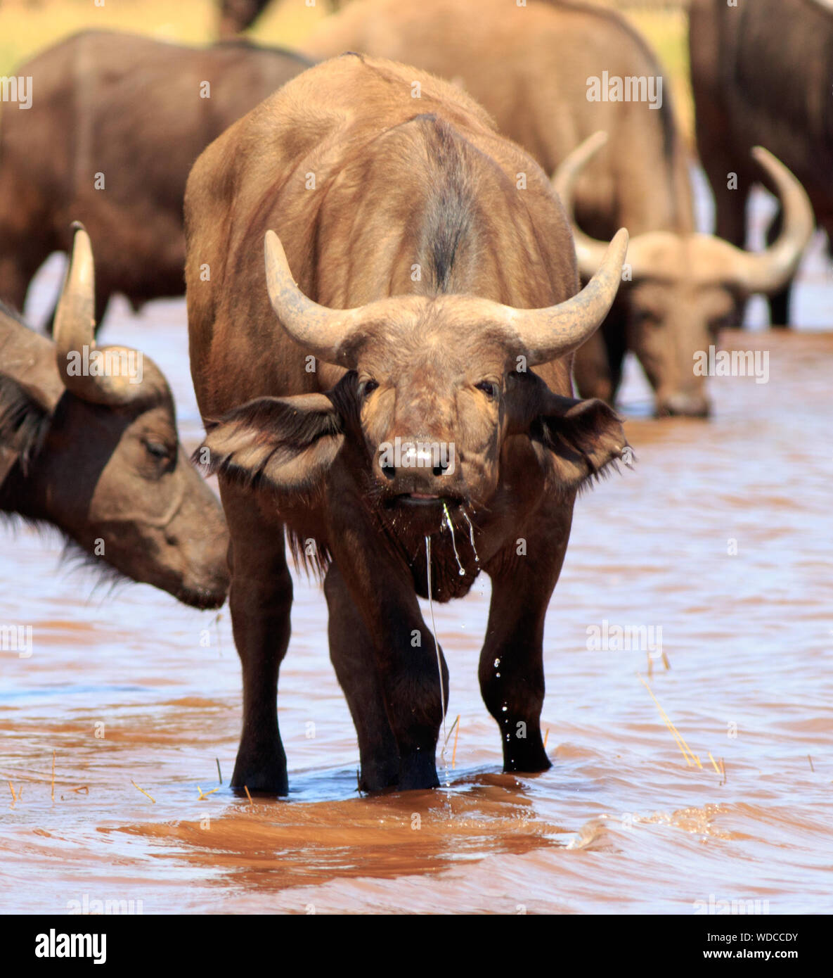 Buffaloes water hi-res stock photography and images - Alamy