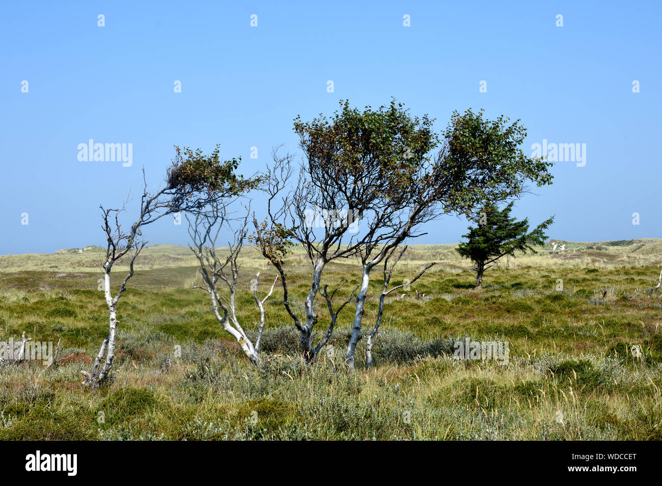 Island Vlieland wadden sea Friesland The Netherlands Stock Photo - Alamy