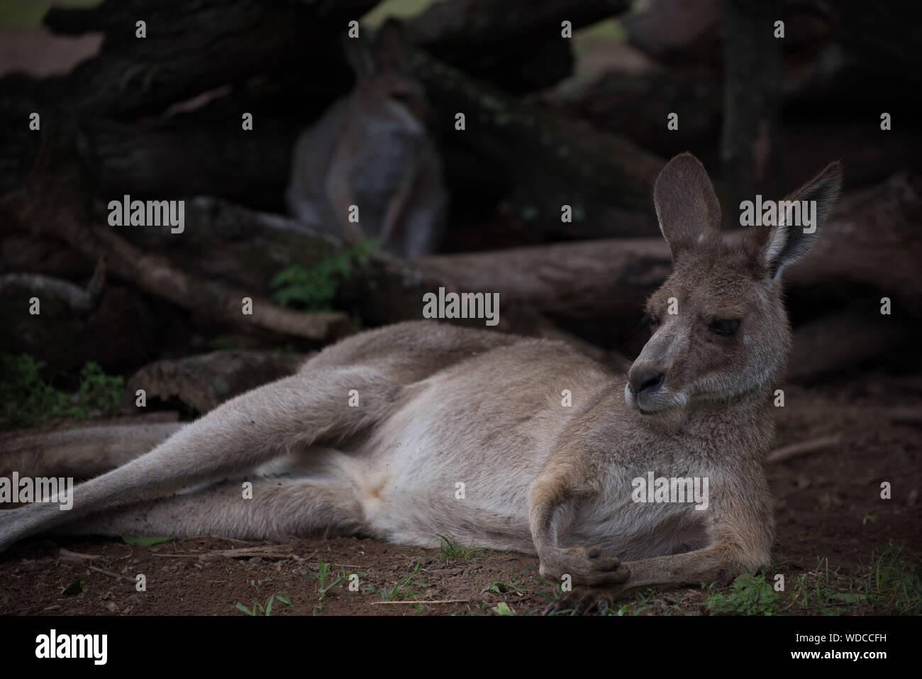 Kangaroo ground hi-res stock photography and images - Alamy