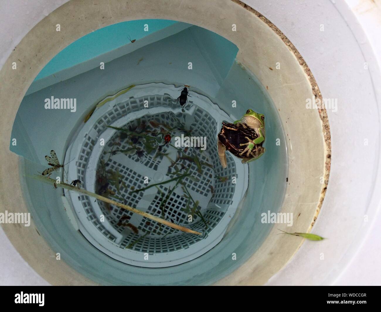 The frog and bucket hi-res stock photography and images - Alamy