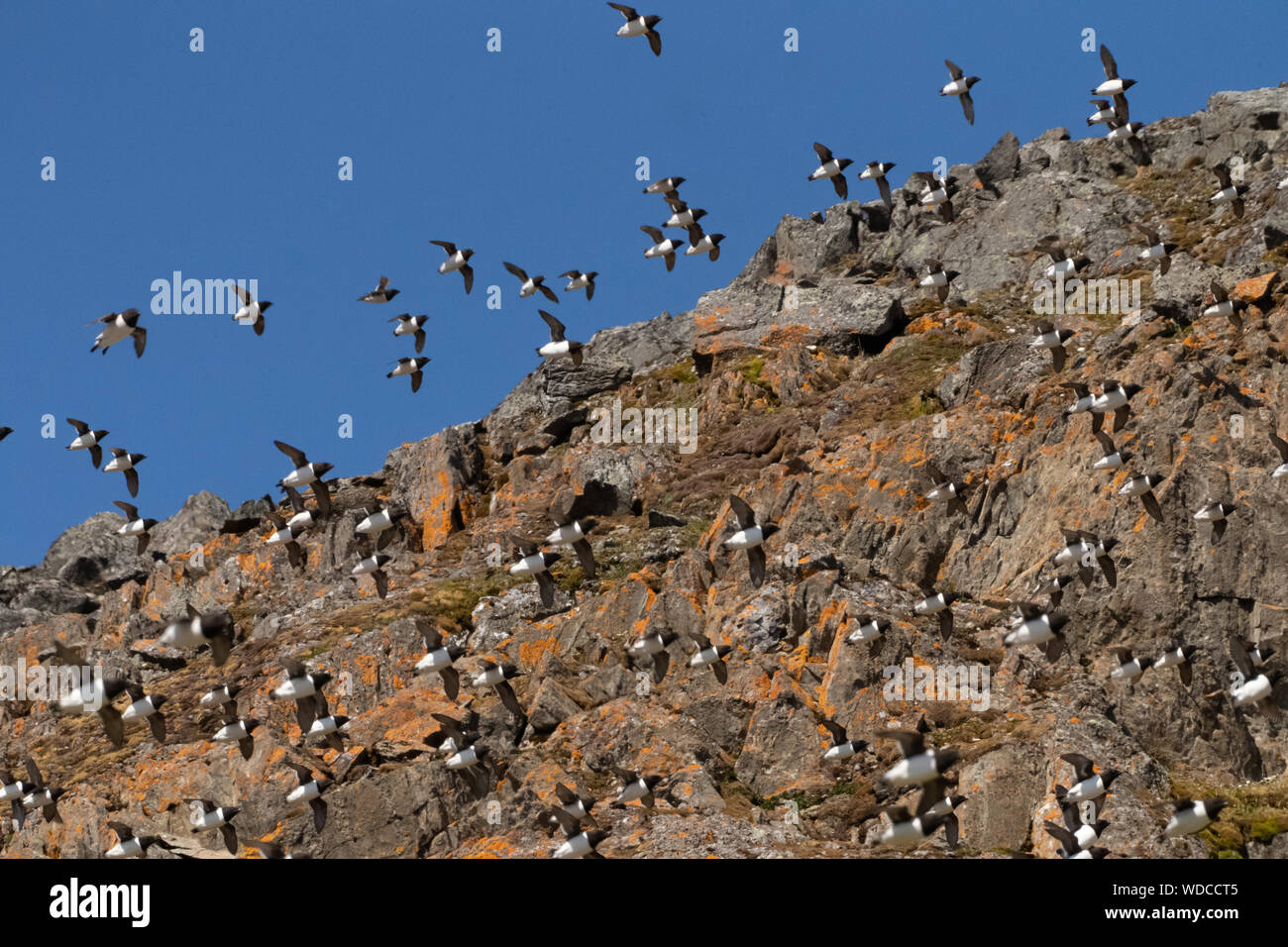 Auk Flock High Resolution Stock Photography and Images - Alamy