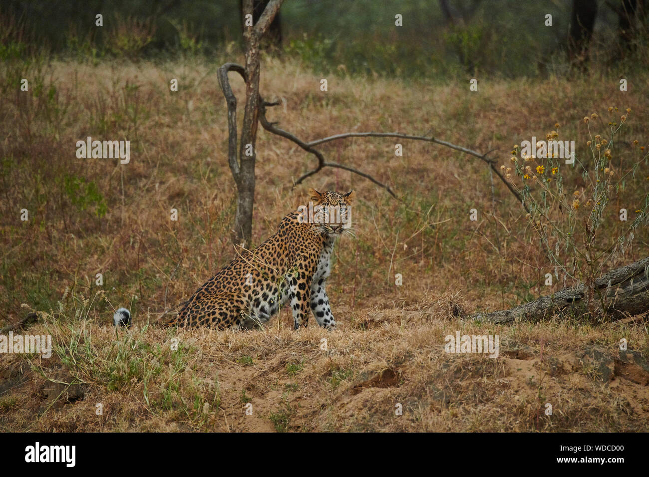 Inside the Jhalana Leopard Sanctuary, situated inside the city of ...