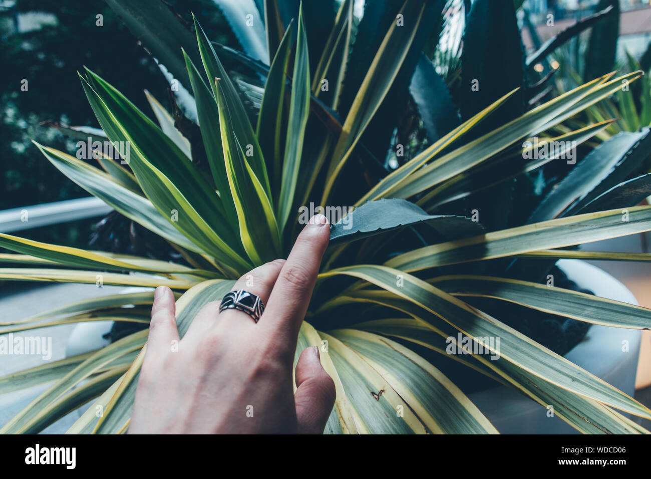 Finger touching plants hi-res stock photography and images - Alamy