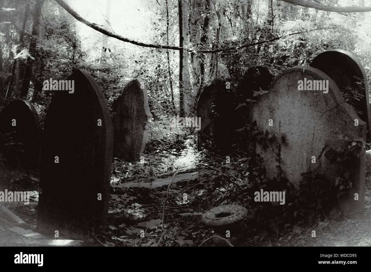 View Of Old Cemetery In Forest Stock Photo - Alamy