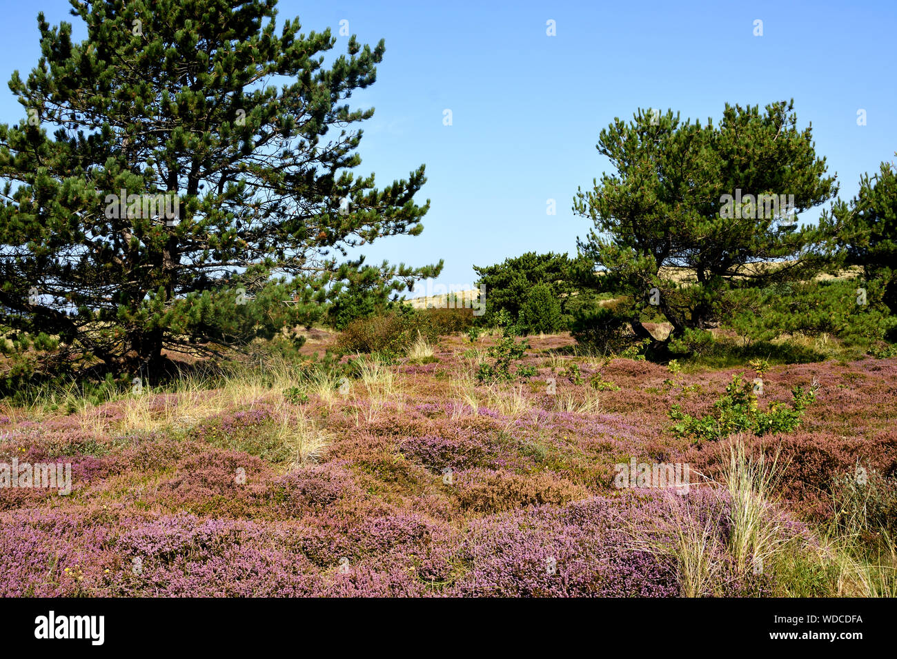 Island Vlieland wadden sea Friesland The Netherlands Stock Photo - Alamy