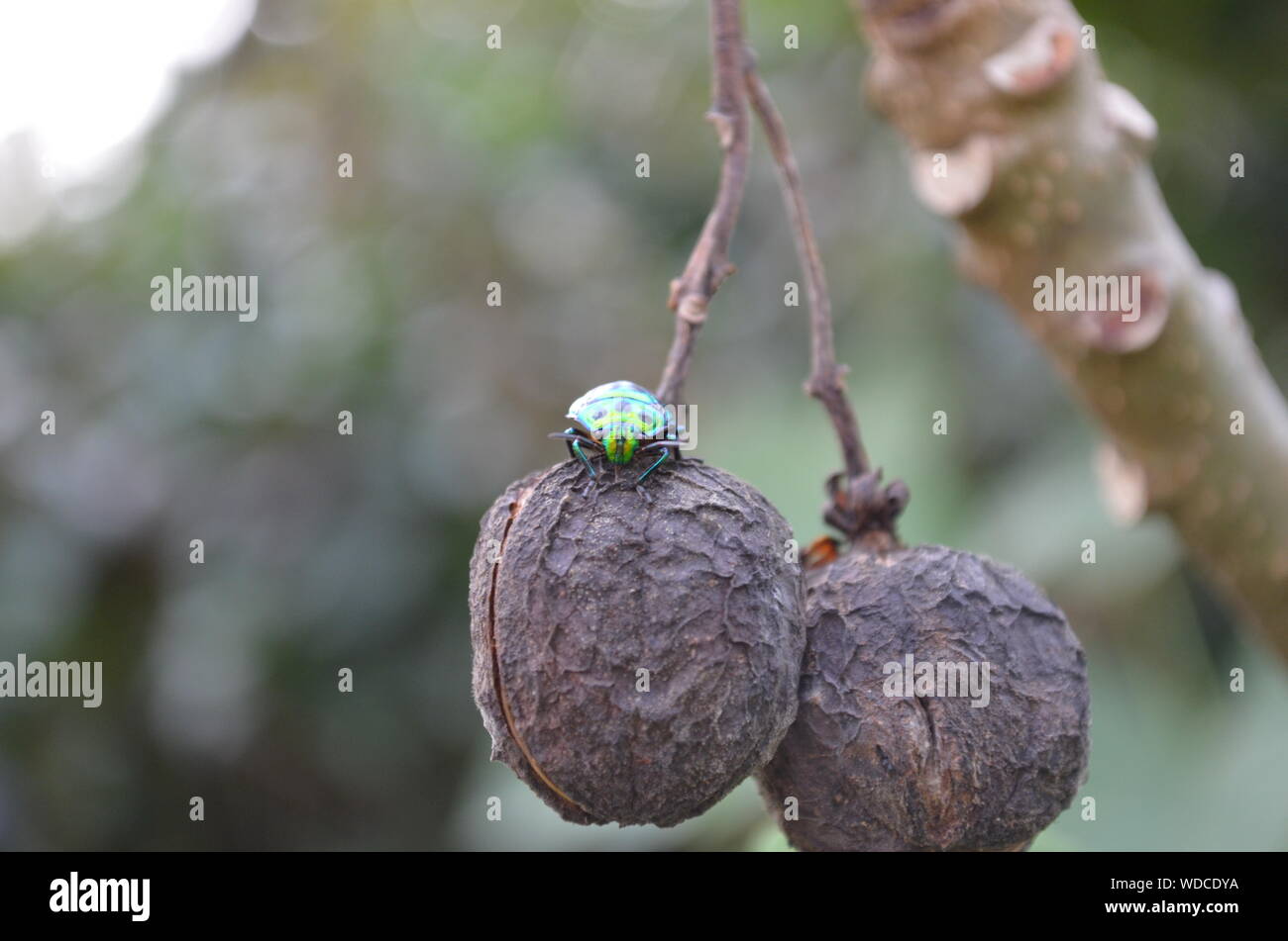 Insect fruit hi-res stock photography and images - Alamy