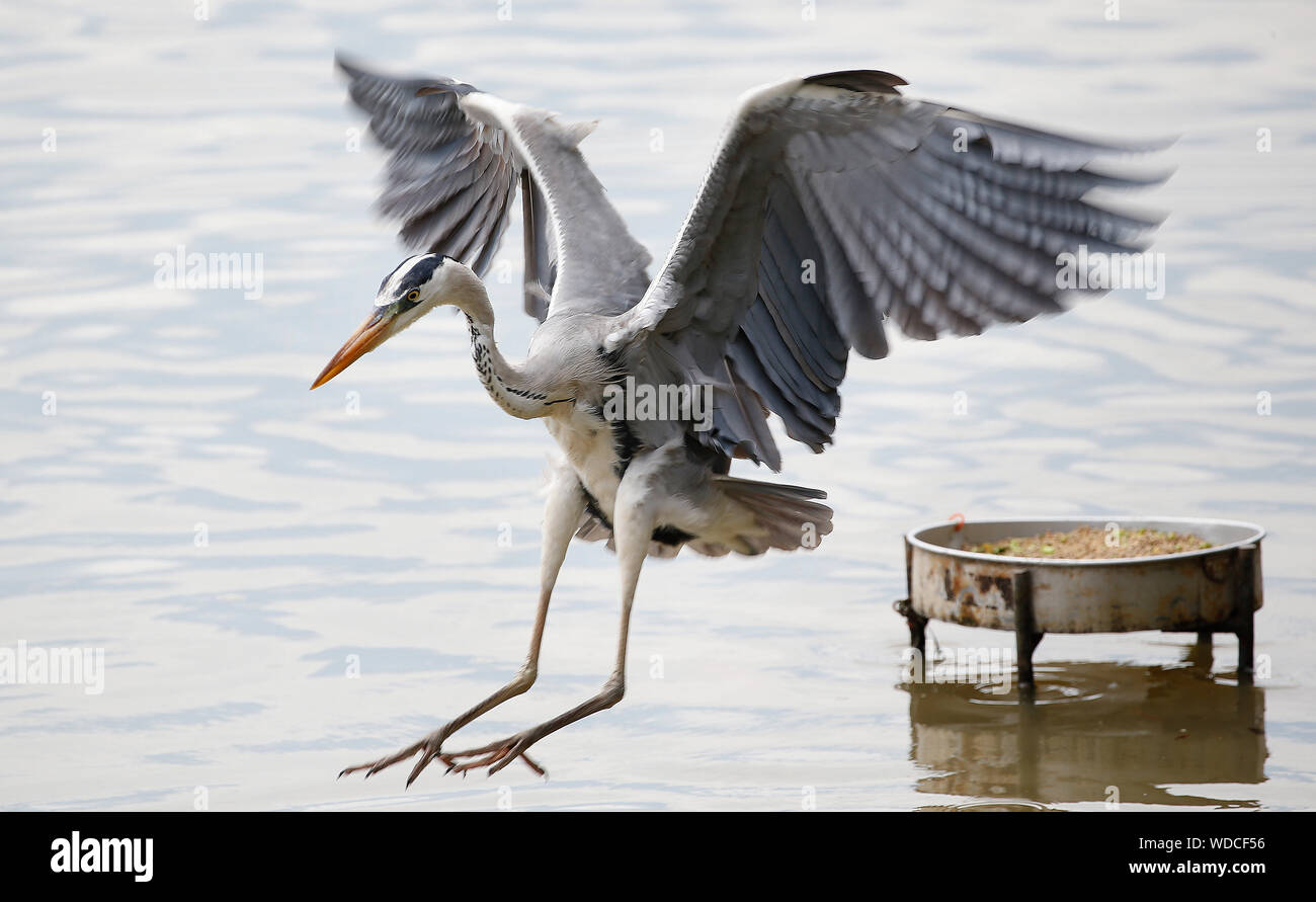 Bird landing hi-res stock photography and images - Alamy