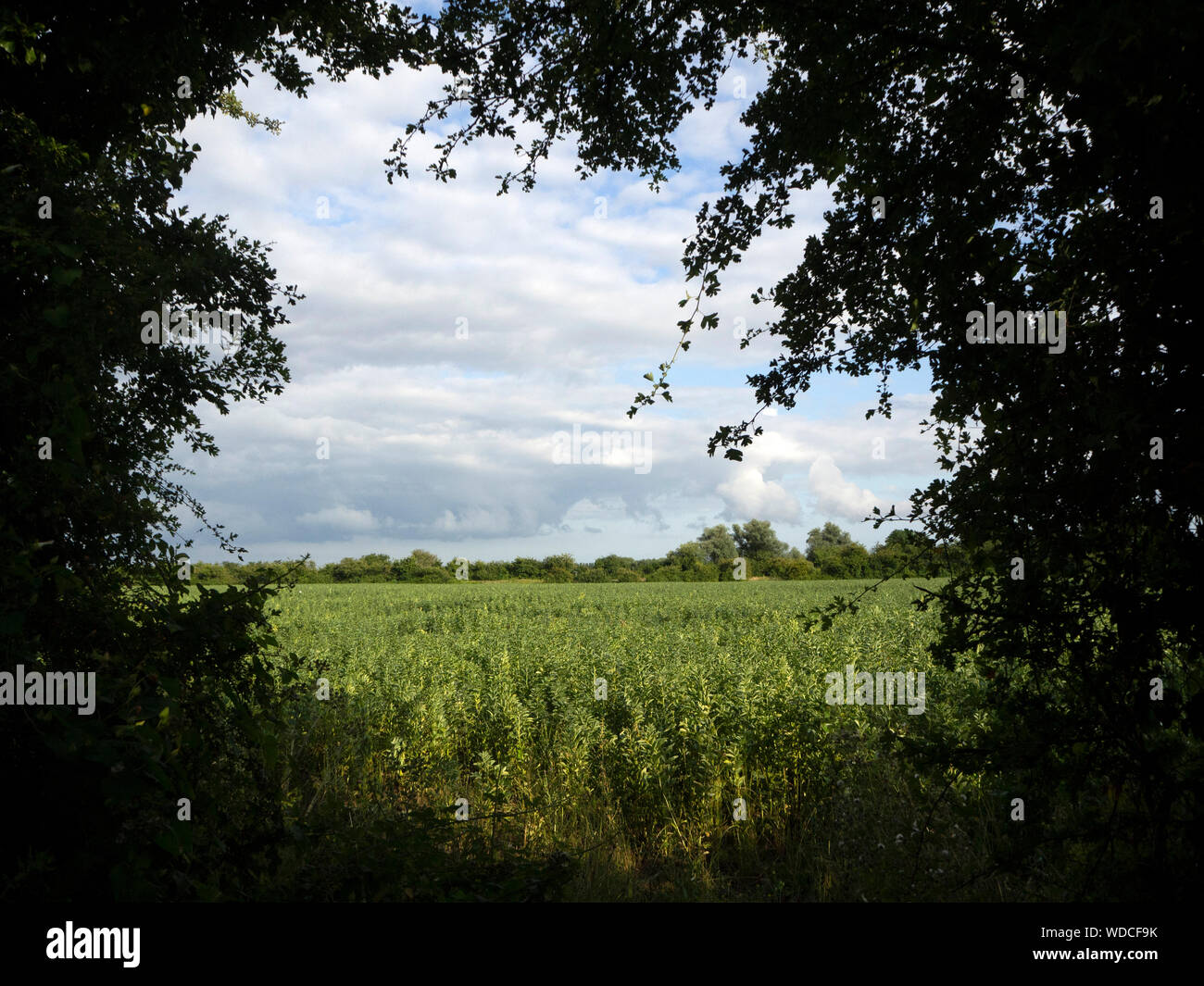 Farmers field with crops growing Stock Photo - Alamy