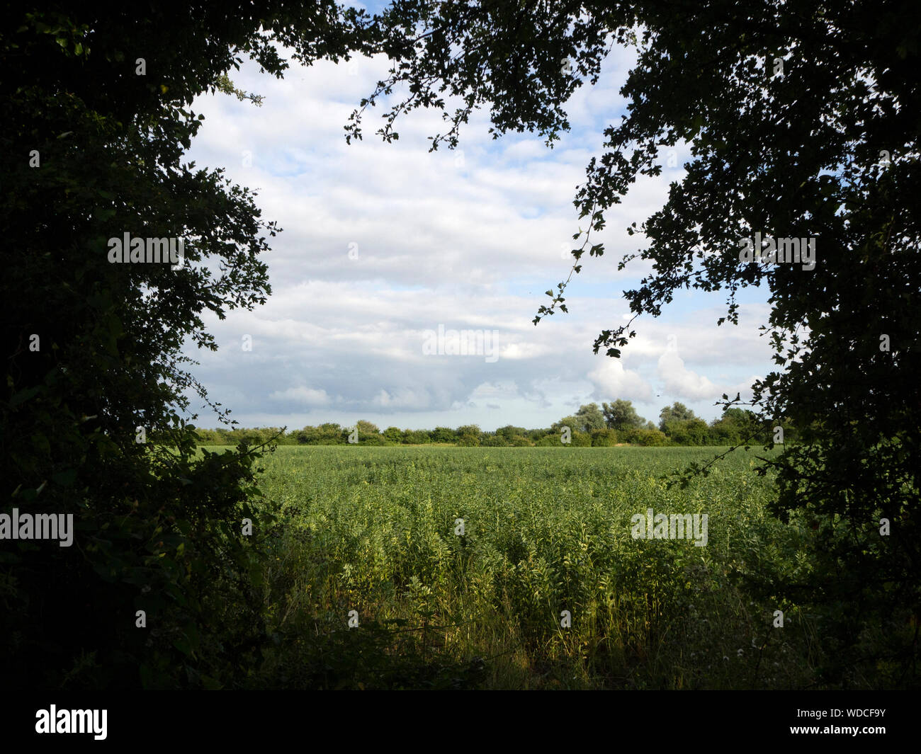 Farmers field with crops growing Stock Photo - Alamy