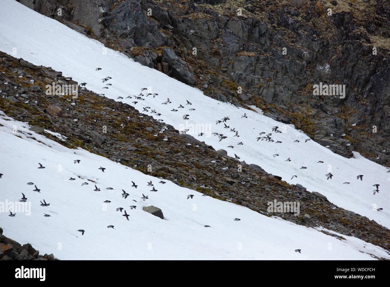 Little Auk (Alle alle) flock in flight, Svalbard, Spitzbergen, Norway ...