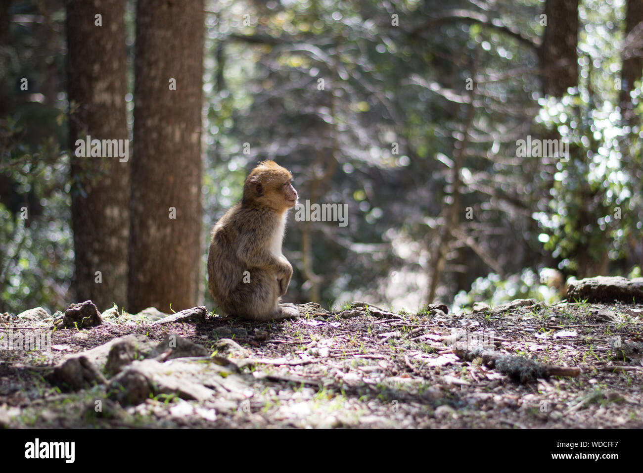 Profile monkey hi-res stock photography and images - Alamy