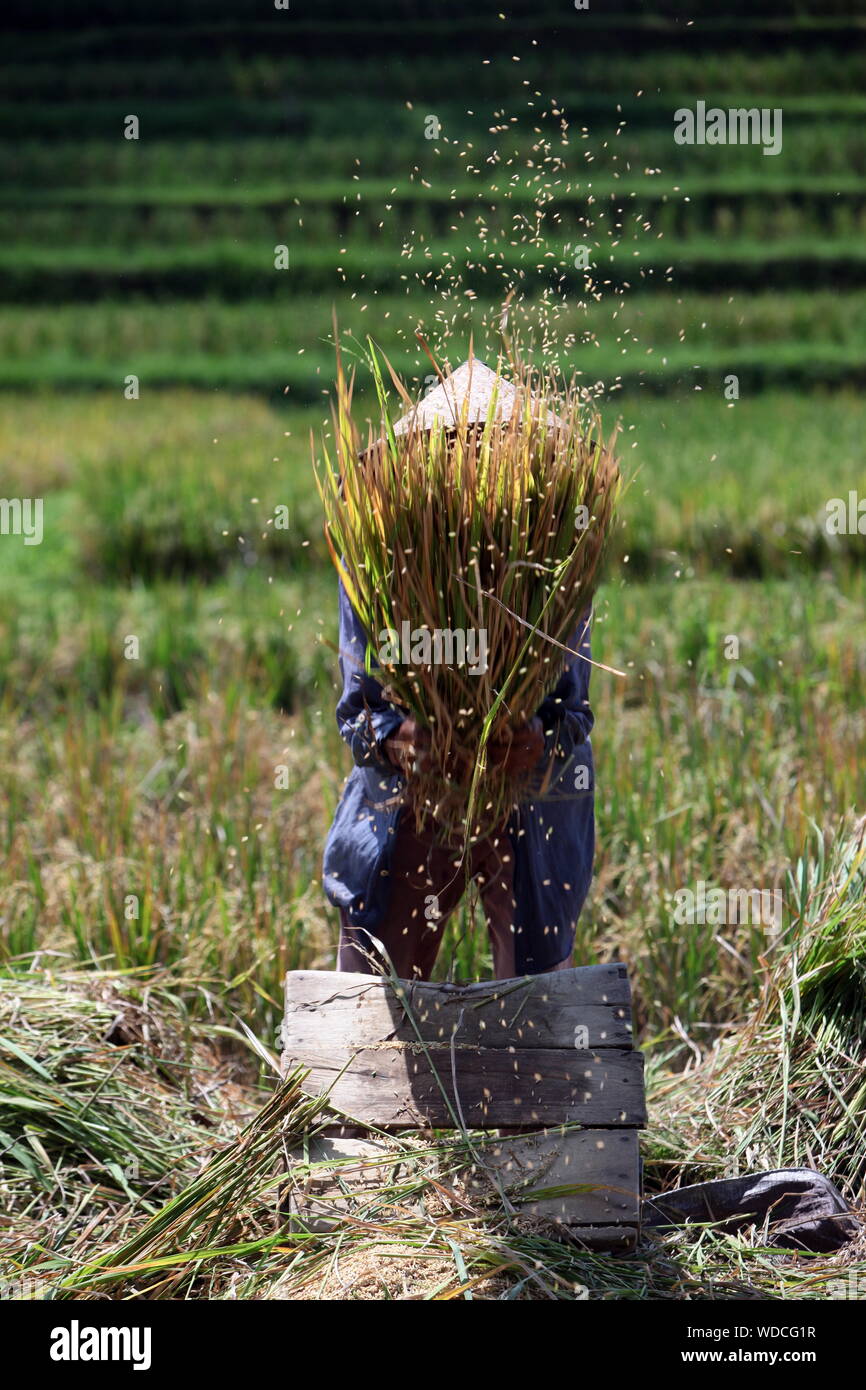 Threshing rice threshing hi-res stock photography and images - Alamy