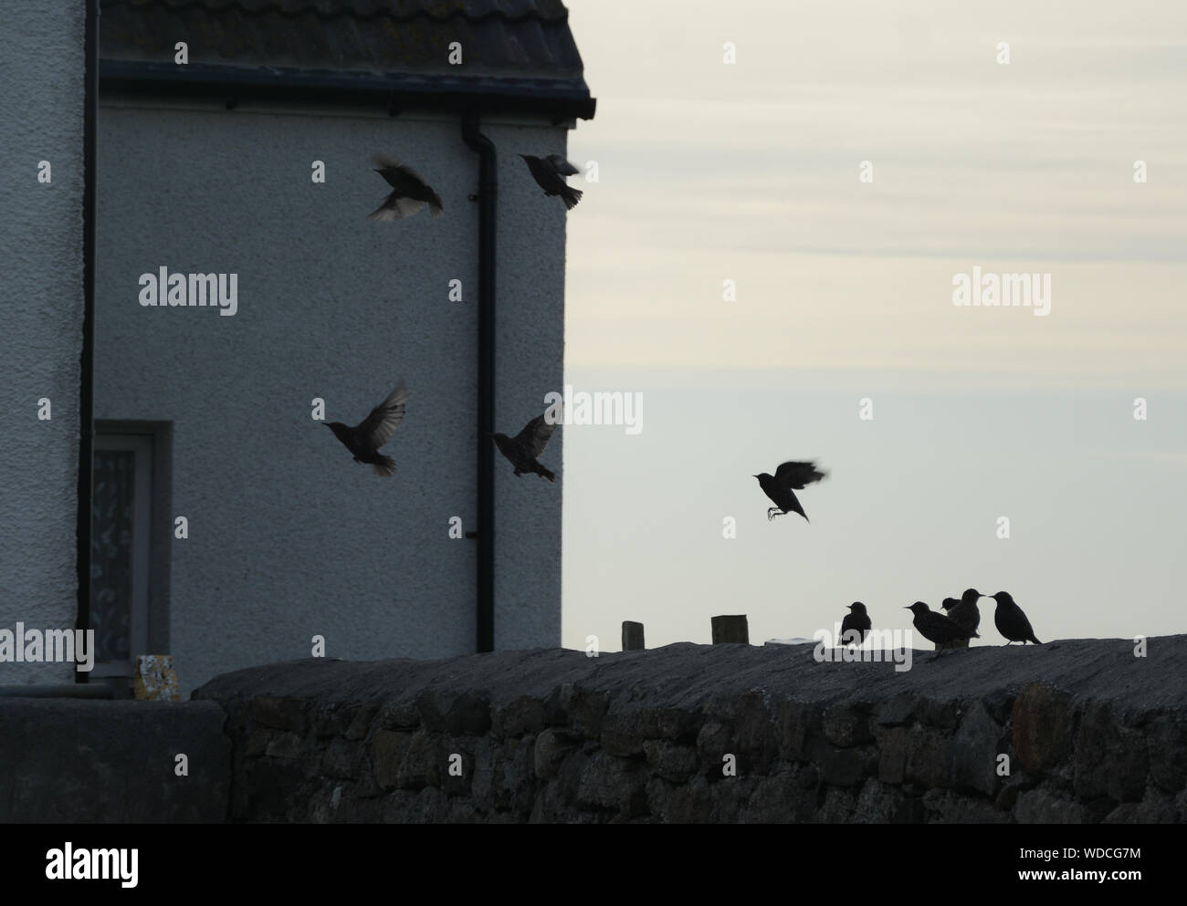 Birds and building hi-res stock photography and images - Alamy