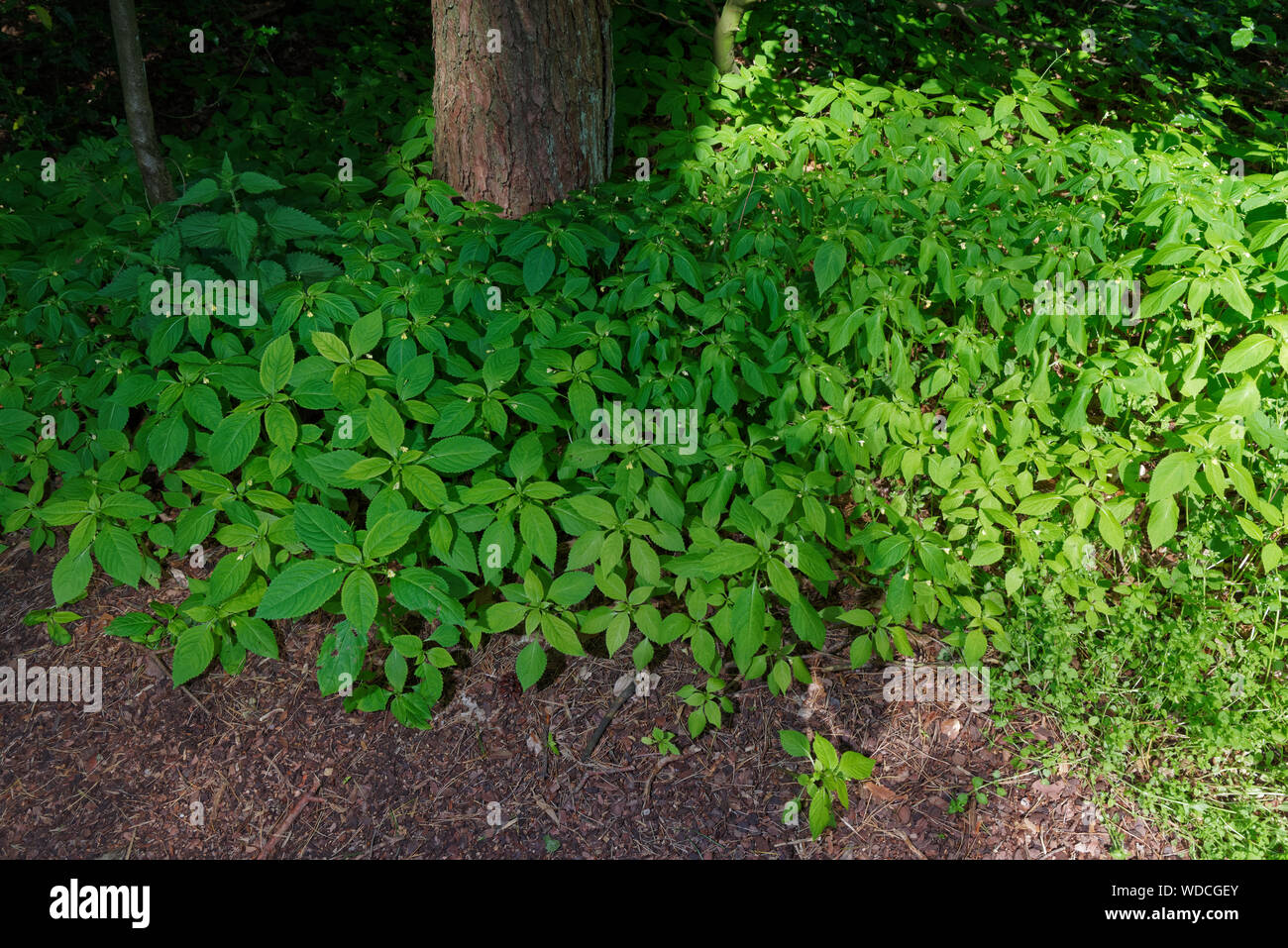 Scene of a tree roots covered by green plants. Egestorf, Germany Stock ...