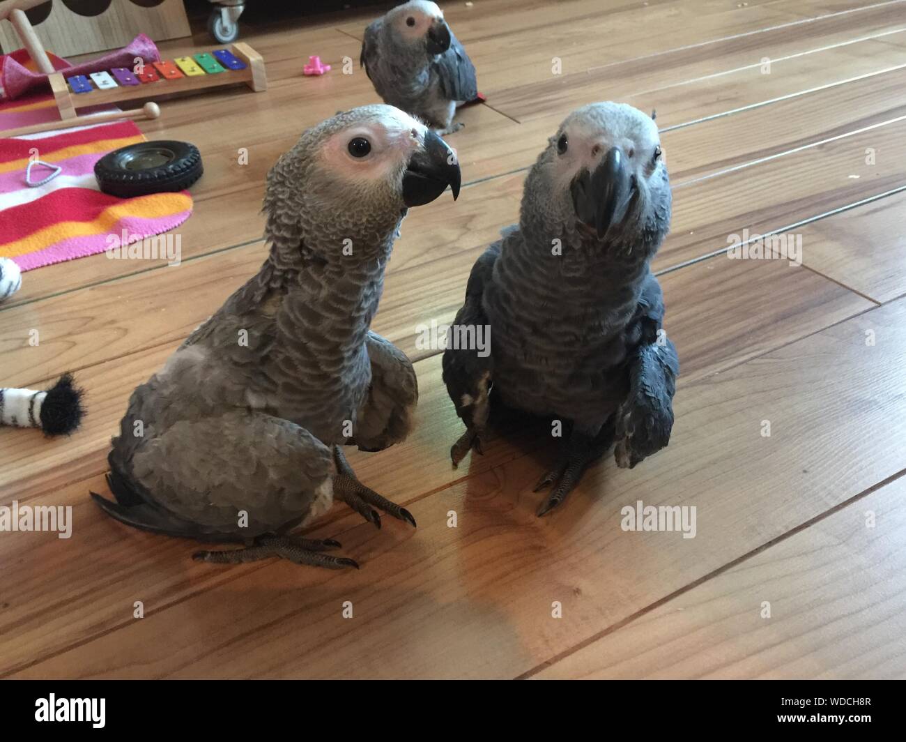 African Parrots High Resolution Stock Photography and Images - Alamy