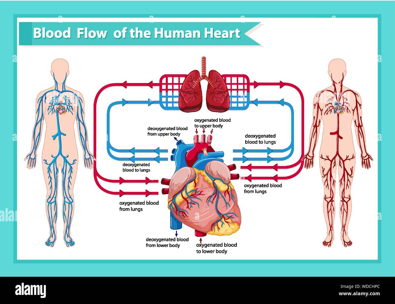 Female anatomic illustration hi-res stock photography and images - Alamy