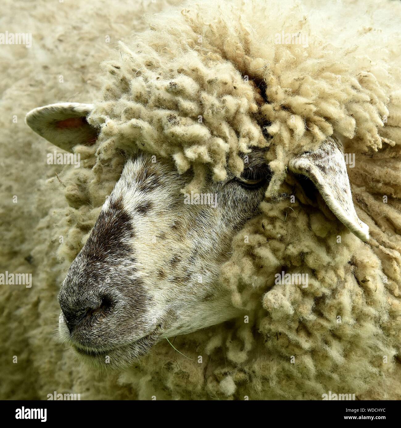 Sheep profile hi-res stock photography and images - Alamy