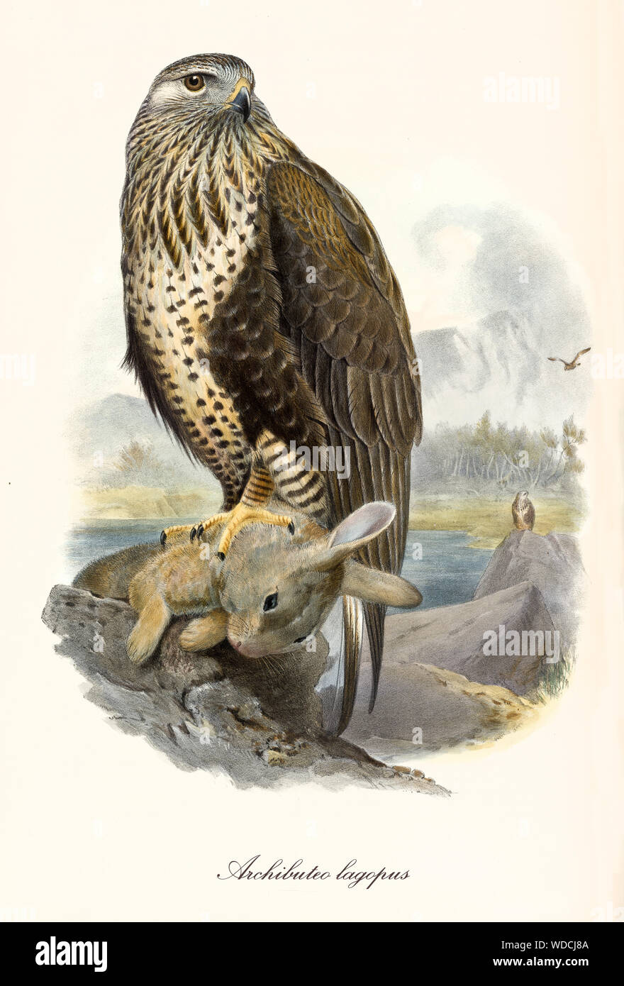 Vintage rabbit drawing hi-res stock photography and images - Alamy