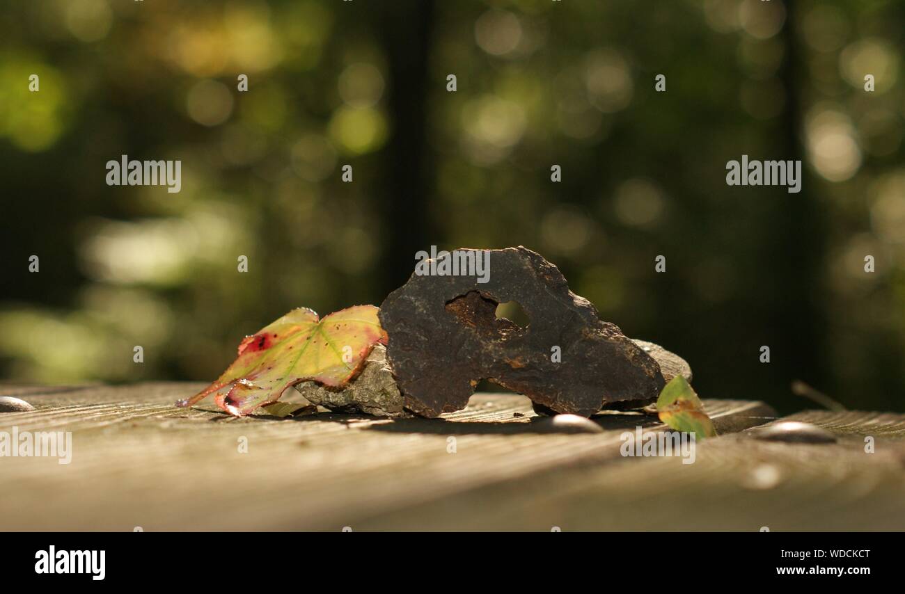 Rock leaves still life Stock Photo - Alamy
