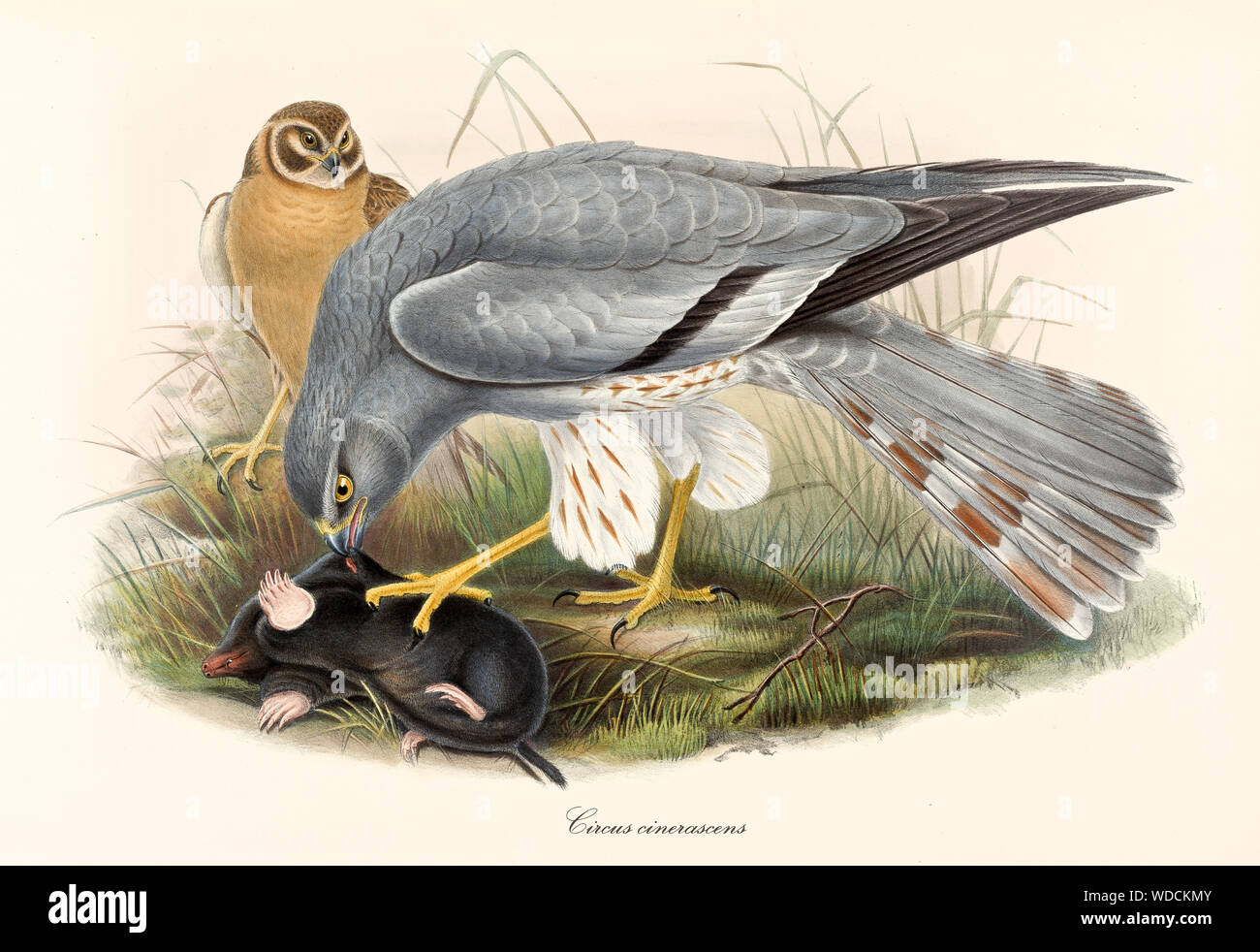 Bird of prey attacking and eating a mole in the grass. Old colorful and ...