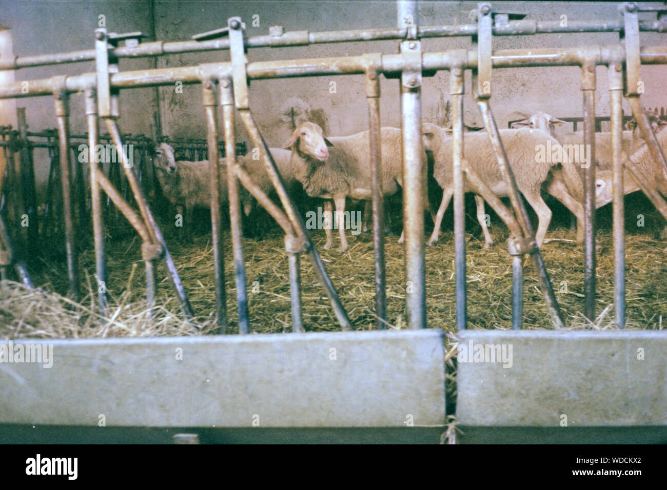 Shed For Sheep High Resolution Stock Photography and Images - Alamy