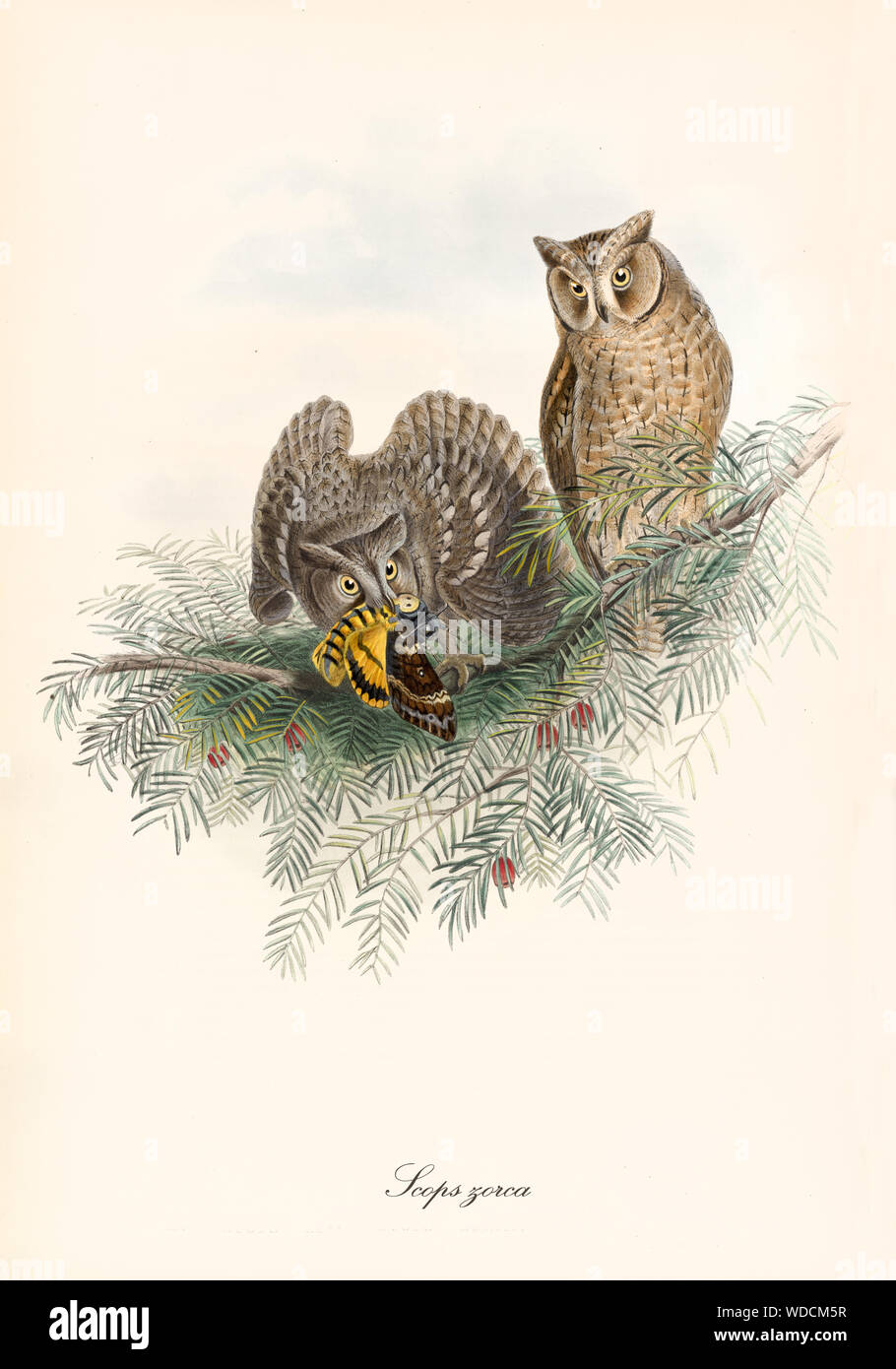 Couple of owls on a branch. One of them keeps a butterfly in its beak ...